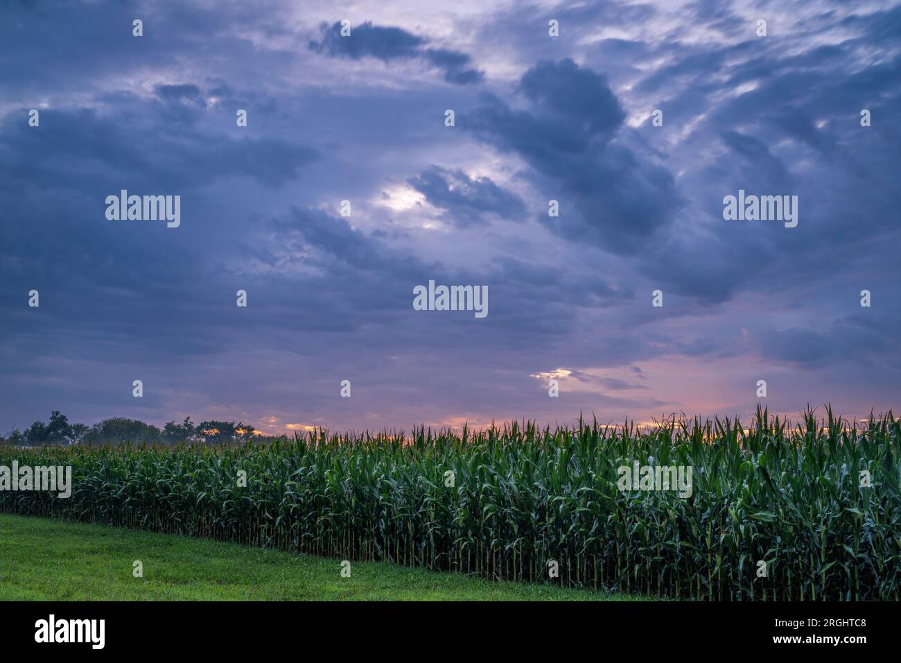 Corn field stormy sky hi-res stock photography and images - Alamy