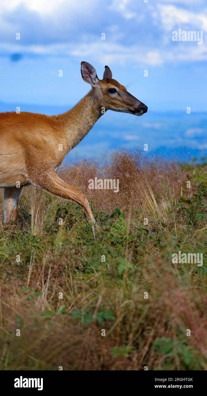 Blue ridge mountains animal hi-res stock photography and images - Alamy