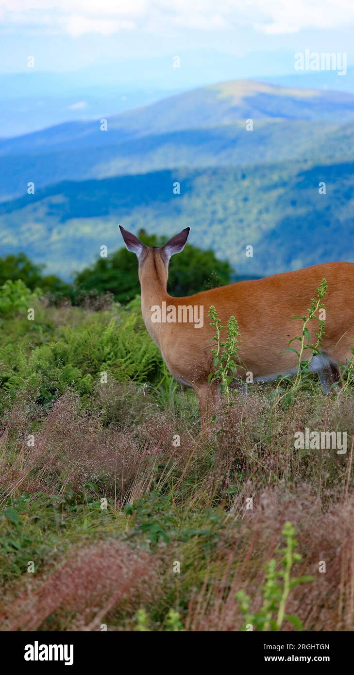 Blue ridge mountains animal hi-res stock photography and images - Alamy