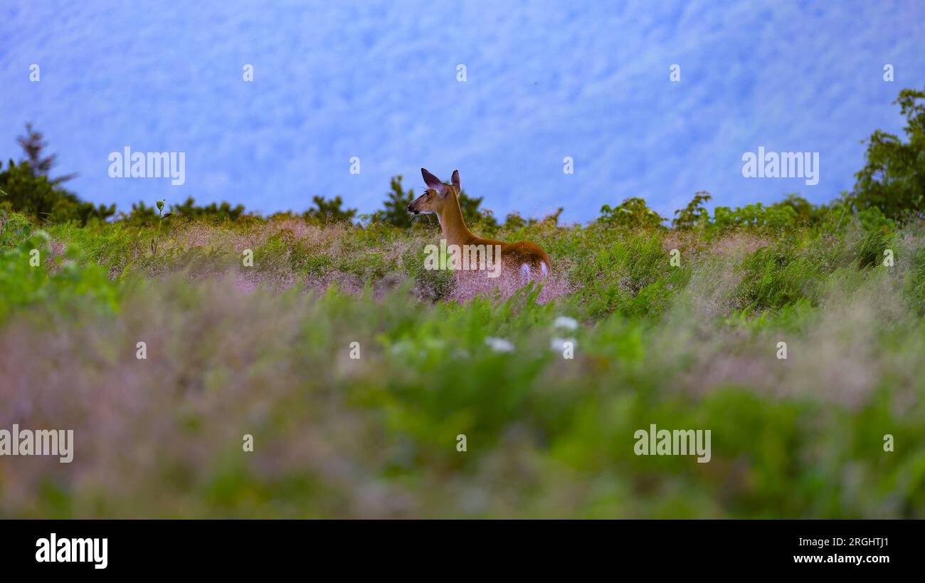 Blue ridge mountains animal hi-res stock photography and images - Alamy