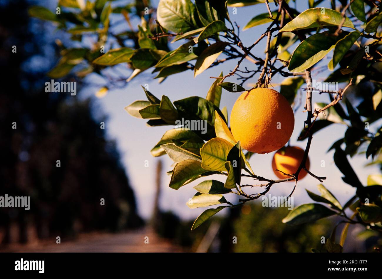 Oranges ripe and ready to be picked in an orange grove in Riverside ...