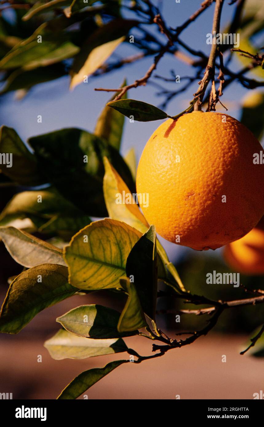 Oranges ripe and ready to be picked in an orange grove in Riverside ...