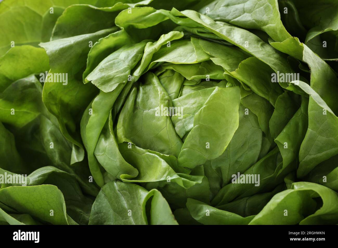 Green butter head hi-res stock photography and images - Alamy