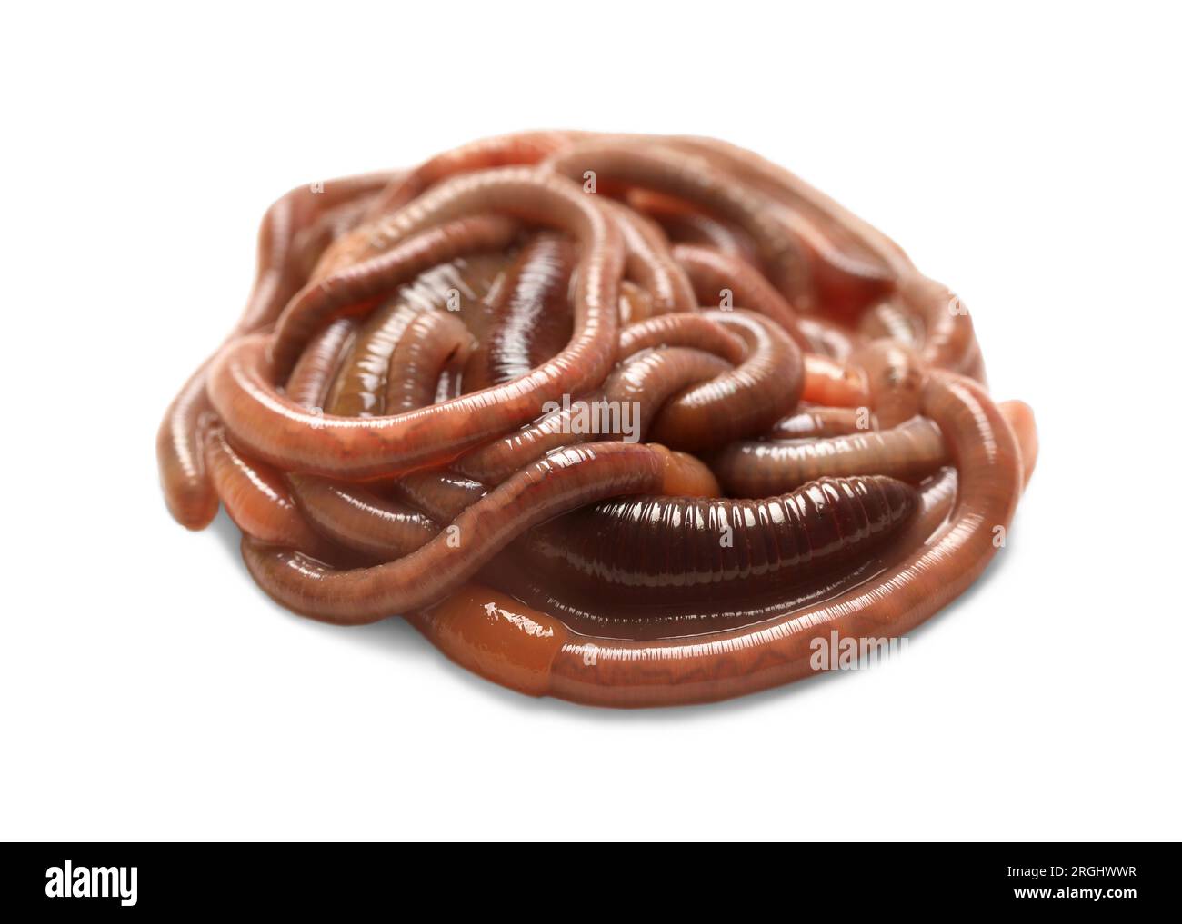 Many earthworms on white background. Terrestrial invertebrates Stock ...