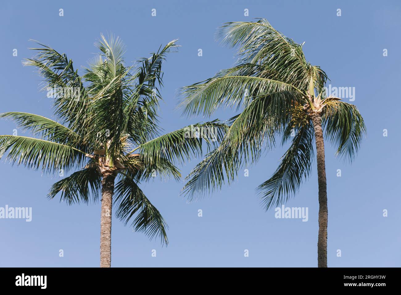 Two Palm Trees Blowing in Wind in Kaanapali, Maui, Hawaii on August 8 ...