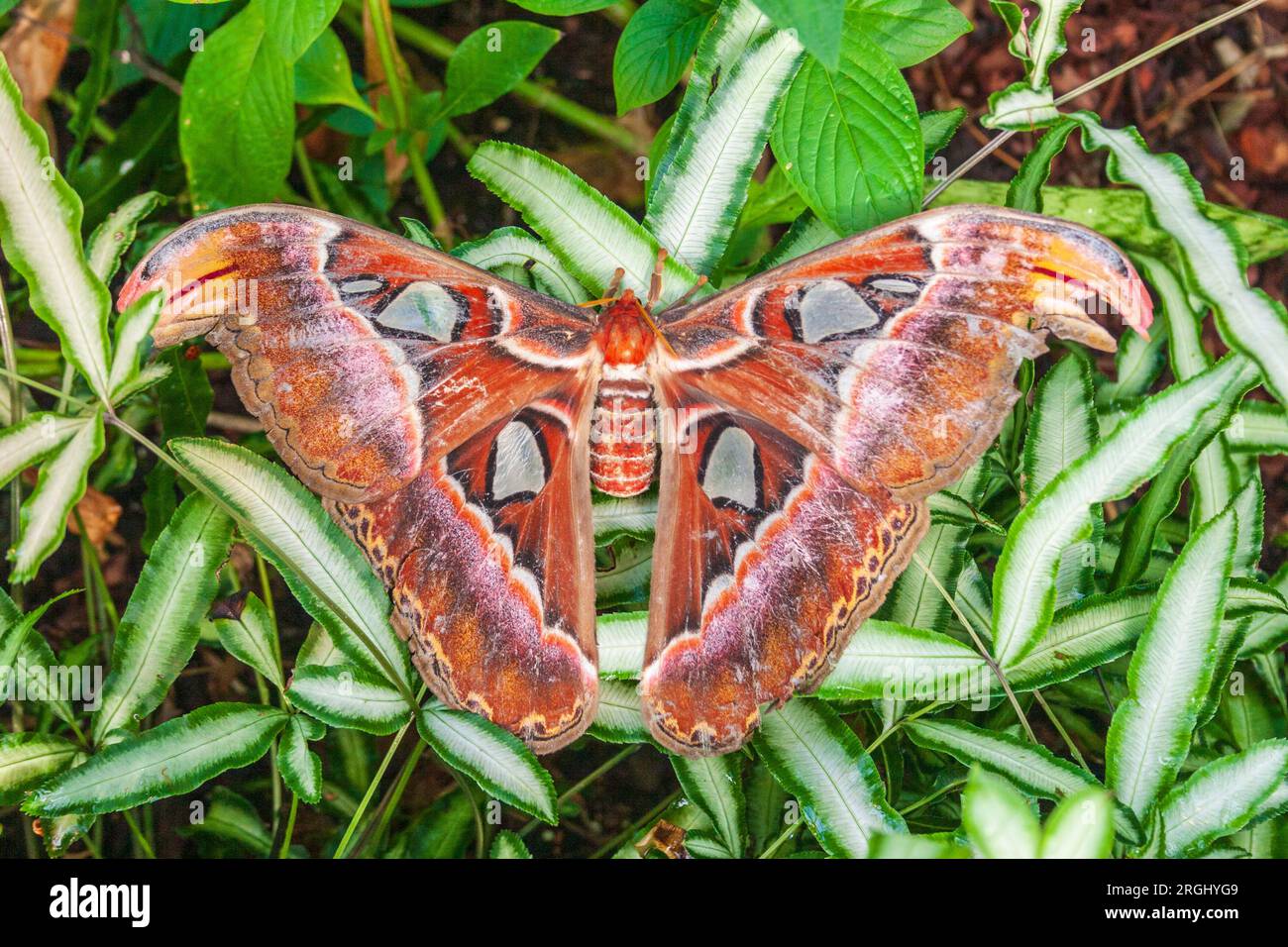 Atlas moth, Attacus atlas, at Callaway Gardens in Georgia. Callaway ...
