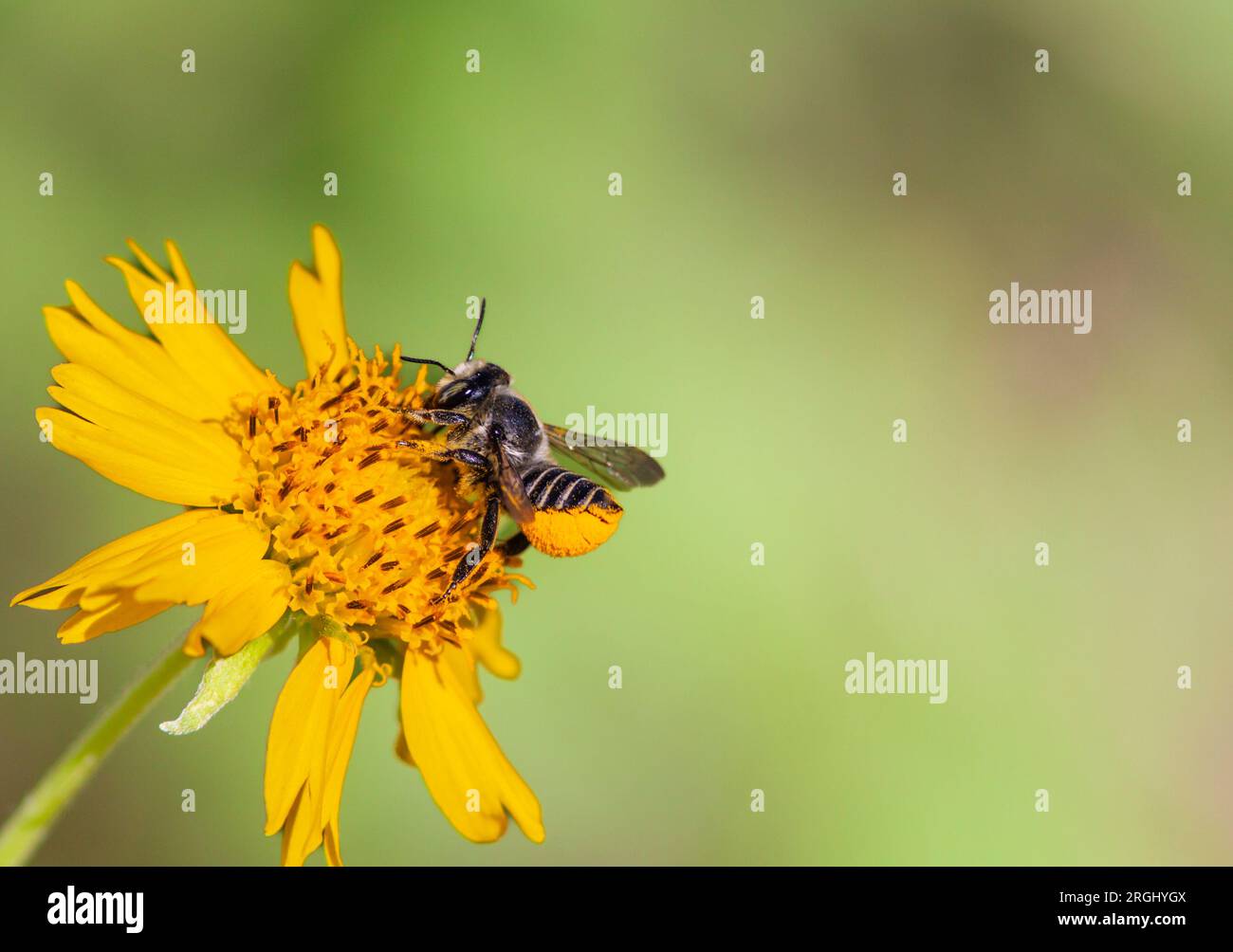 Coreopsis blooms attract bees and butterflies hi-res stock photography ...