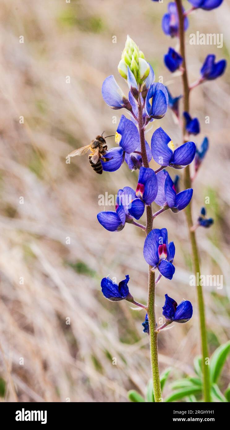 Bee on Big Bend Blue Bonnet, Lupinus havardii Fabaceae family Big Bend National Park Stock Photo ...