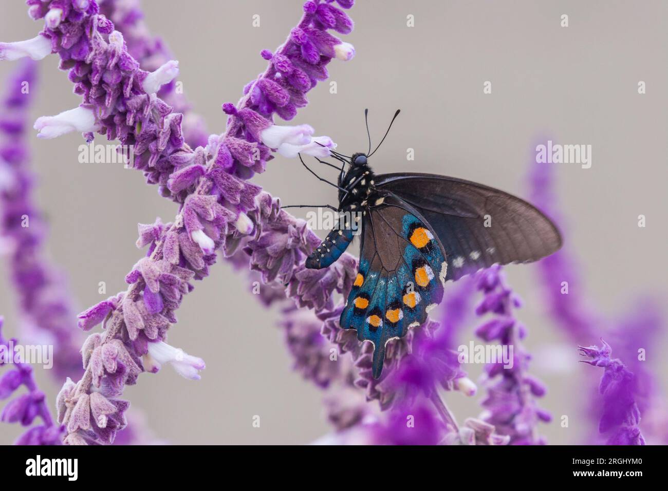 Pipevine Swallowtail Butterfly, Battus philenor, in the town of Fort ...
