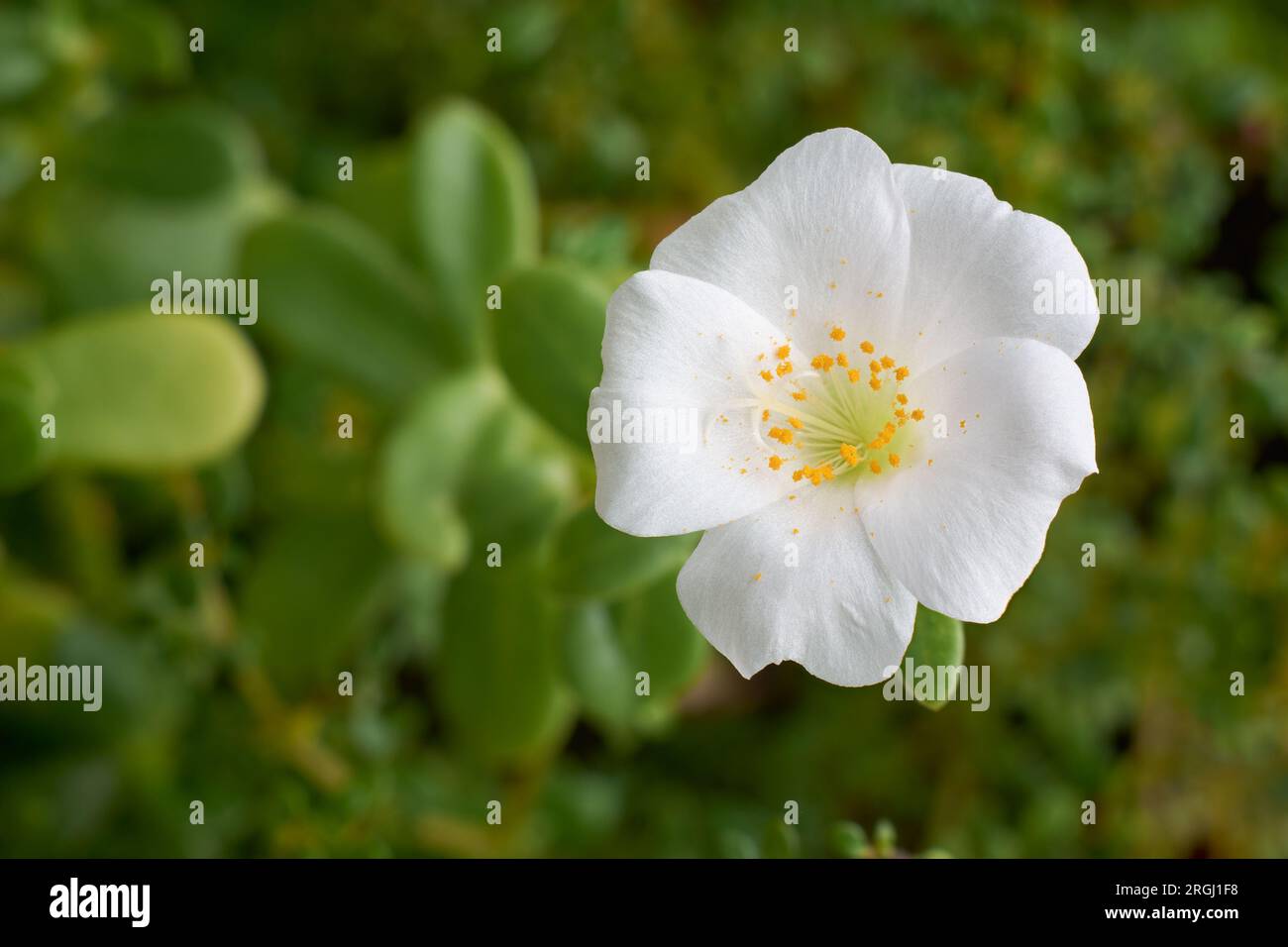 top view of white moss rose or mexican rose in the garden background ...