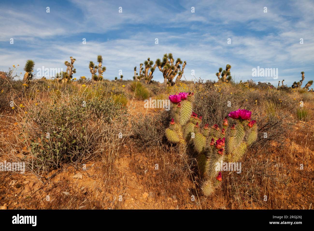 Blooming prickly pear cactus and Joshua trees (Yucca brevifolia ...