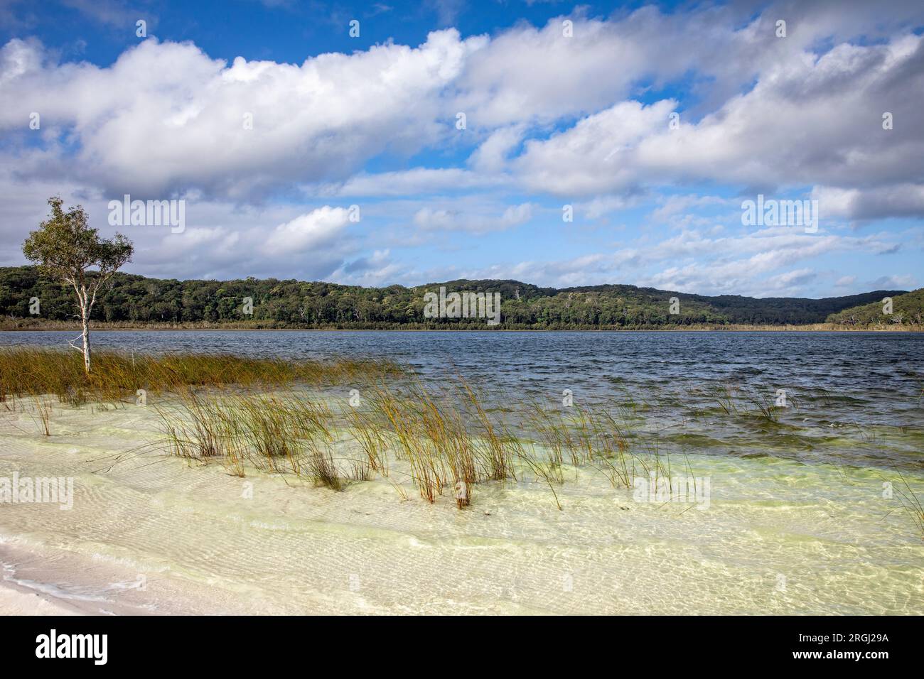Lake Birrabeen Fraser Island K'gari, 2023, a perched lake with soft ...