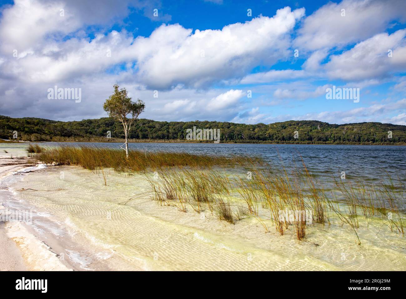 Lake Birrabeen Fraser Island K'gari, 2023, a perched lake with soft ...