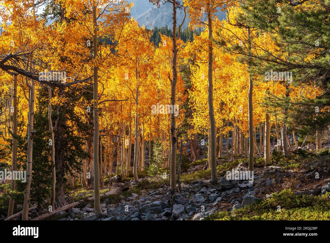 Backlit aspen trees in autumn,Great Basin National Park, Nevada Stock ...