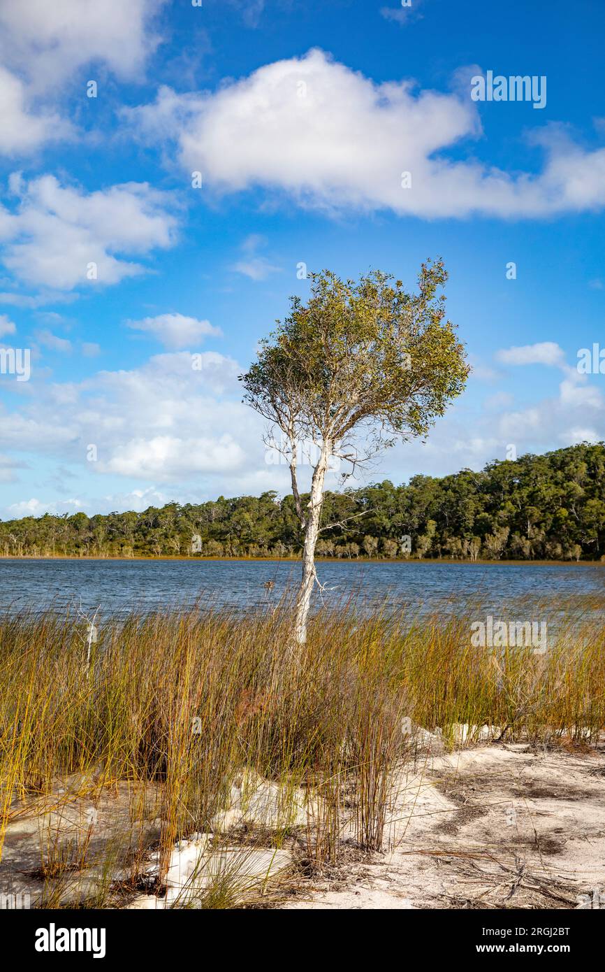 Lake Birrabeen Fraser Island K'gari, 2023, a perched lake with soft ...