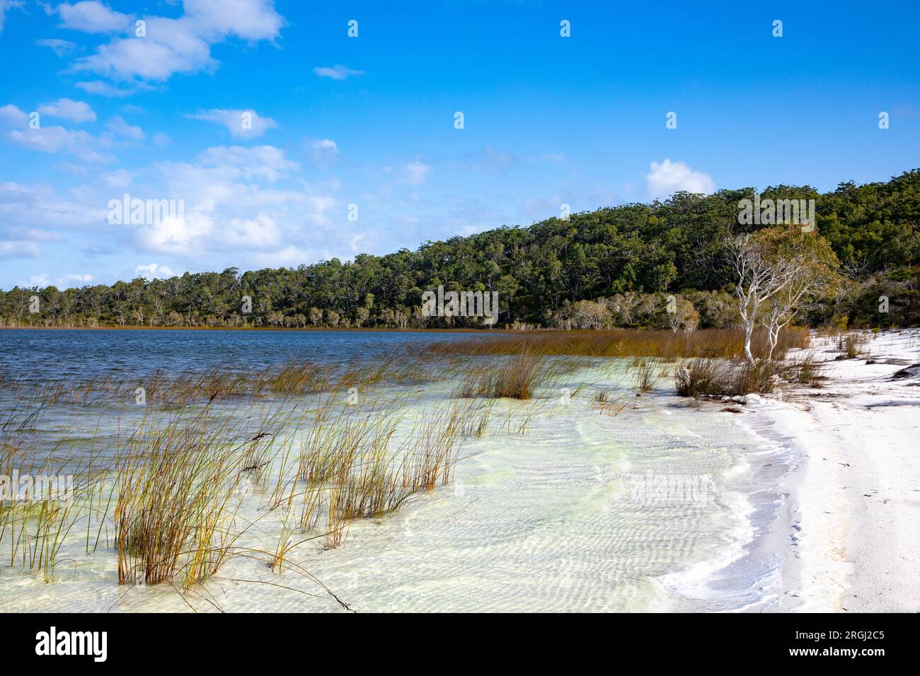 Lake Birrabeen Fraser Island K'gari, 2023, a perched lake with soft ...