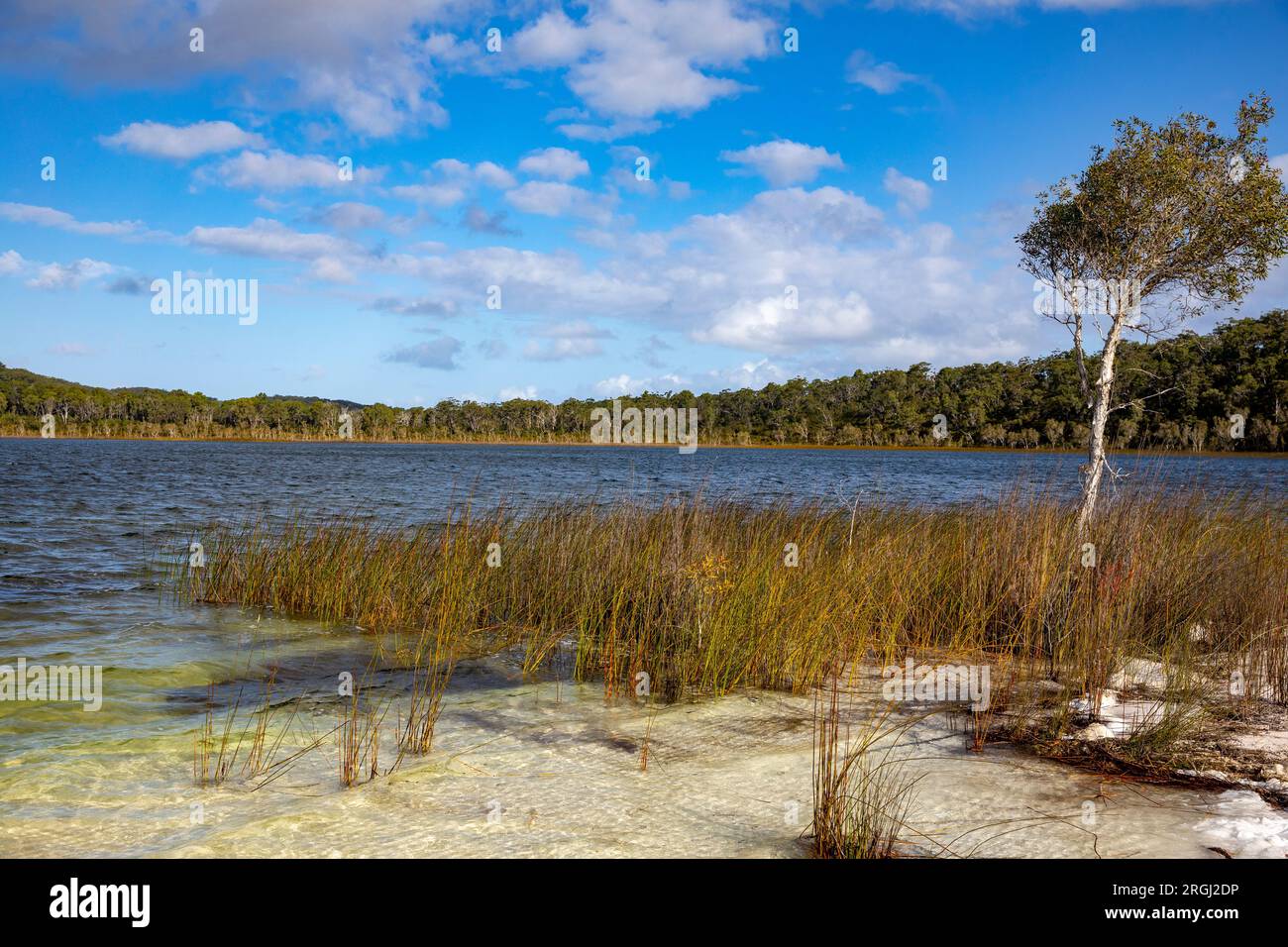 Lake Birrabeen Fraser Island K'gari, 2023, a perched lake with soft ...