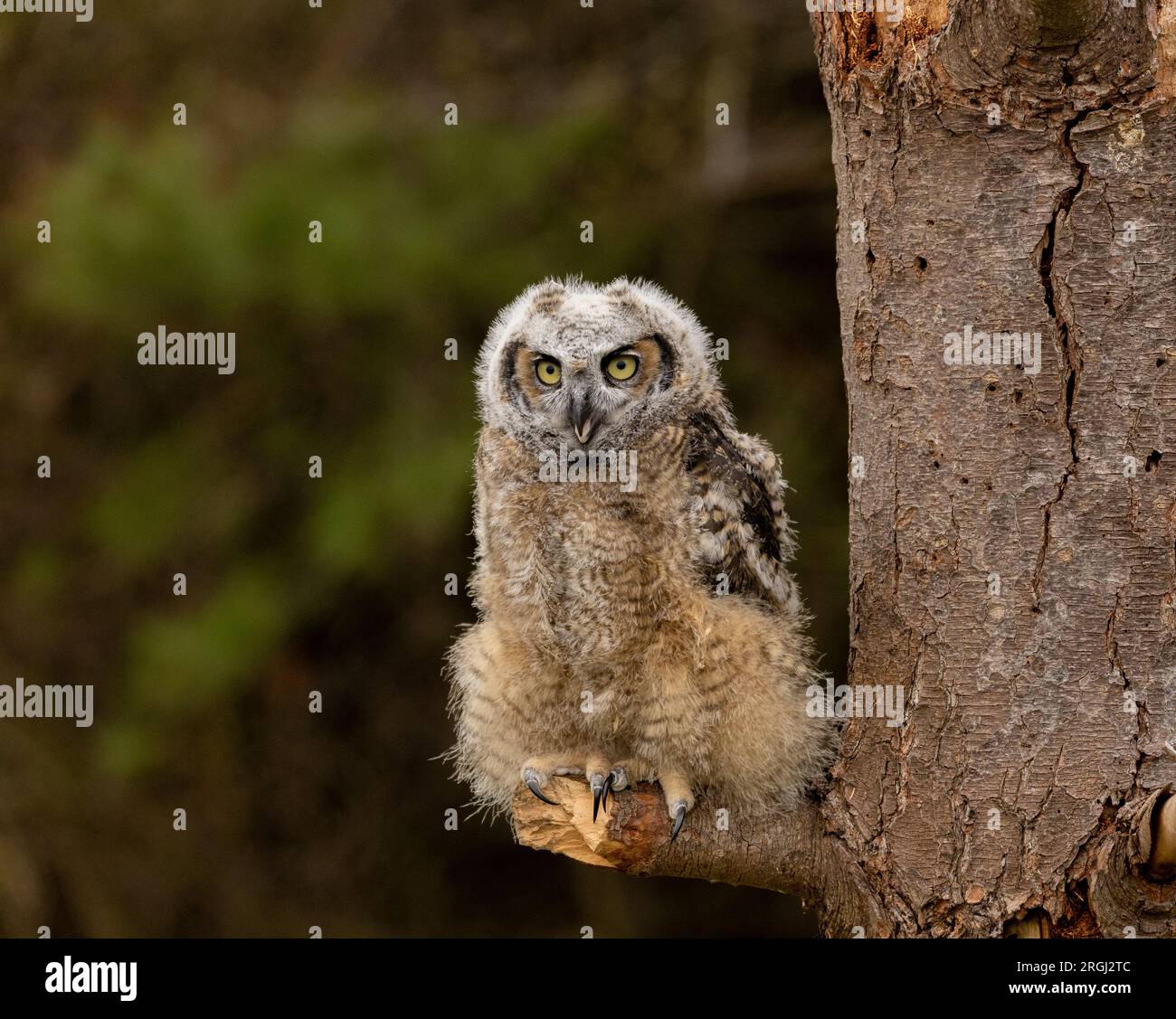 Owlet bird hi-res stock photography and images - Alamy