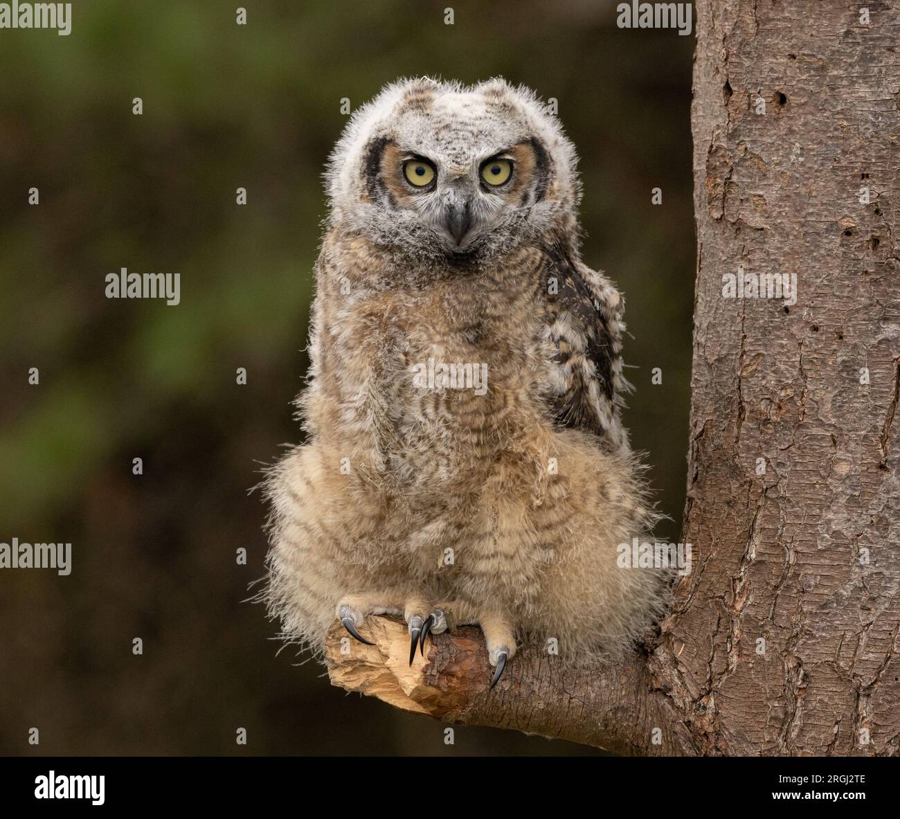 Owlet bird hi-res stock photography and images - Alamy