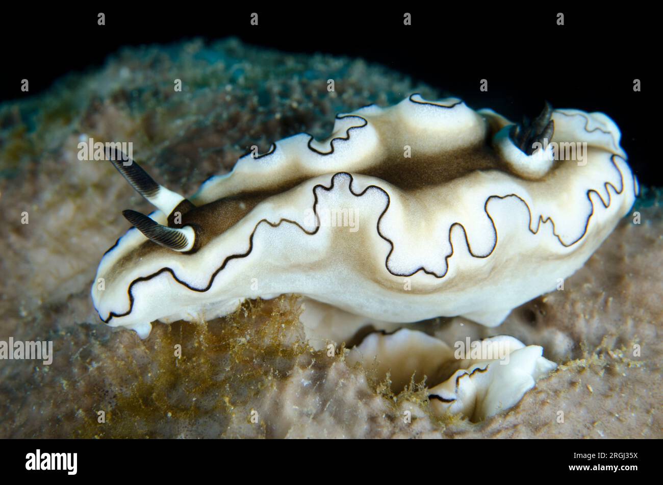 Black-margined Nudibranch, Doriprismatica atromarginata, California ...