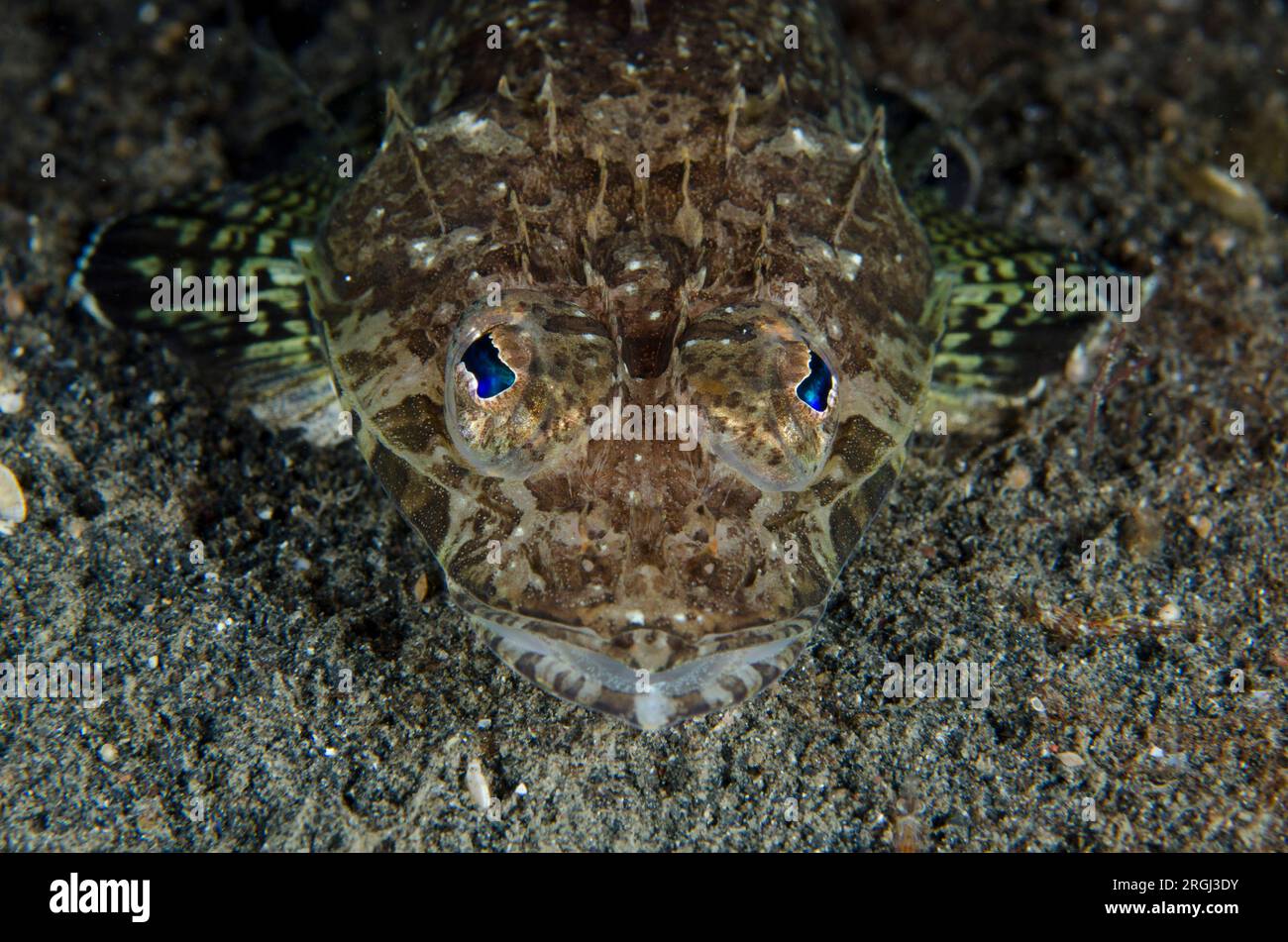 Welander's Flathead, Rogadius welanderi, night dive, Retak Larry dive ...