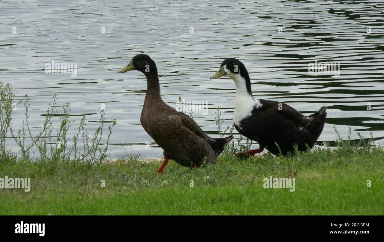 Inglewood, California, USA 8th August 2023 Ducks at Lake Inglewood Park ...