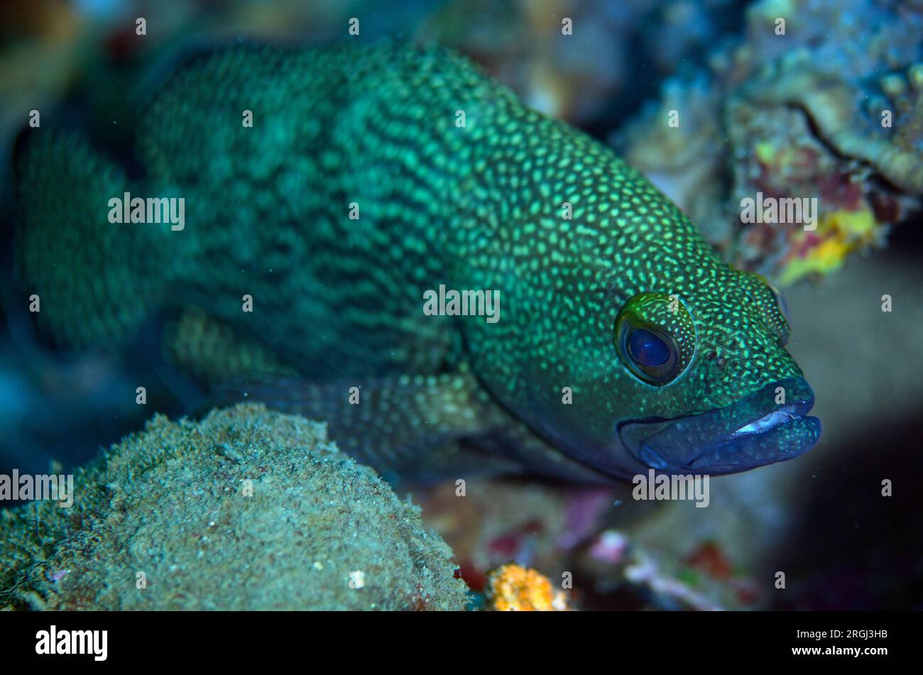 Specklefin Grouper, Epinephelus ongus, Makawide Wall dive site, Lembeh ...