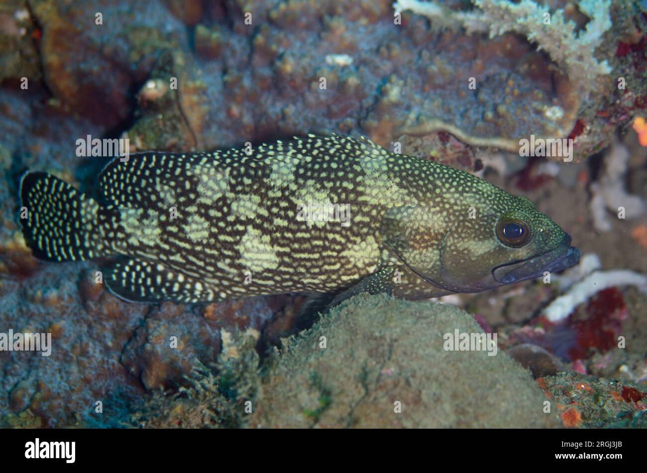 Specklefin Grouper, Epinephelus ongus, Makawide Wall dive site, Lembeh ...