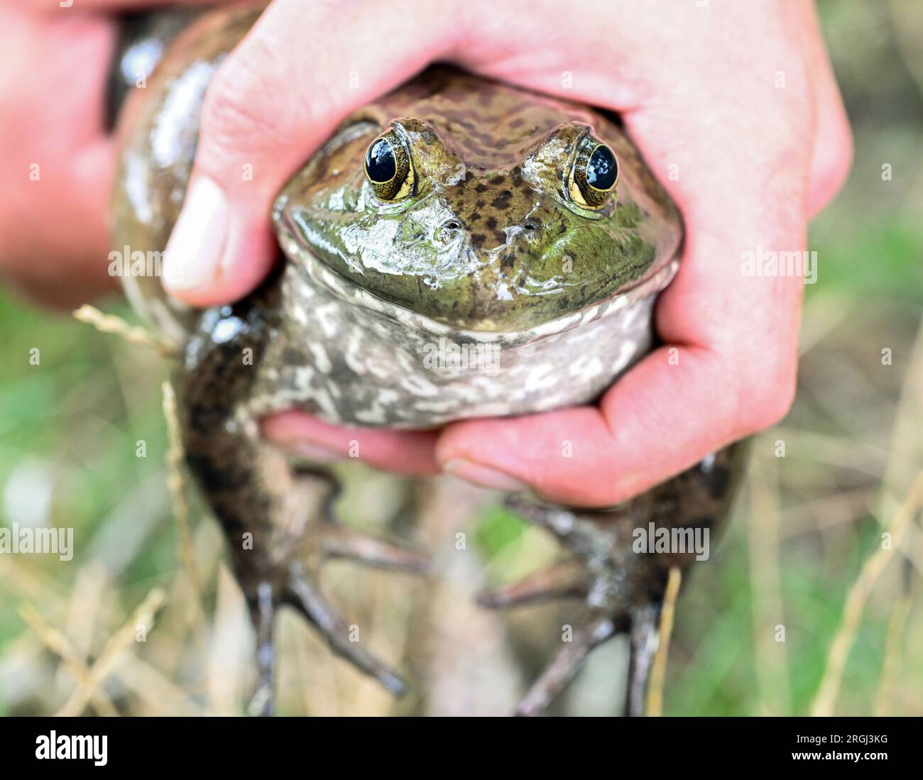 American bullfrog female hi-res stock photography and images - Alamy