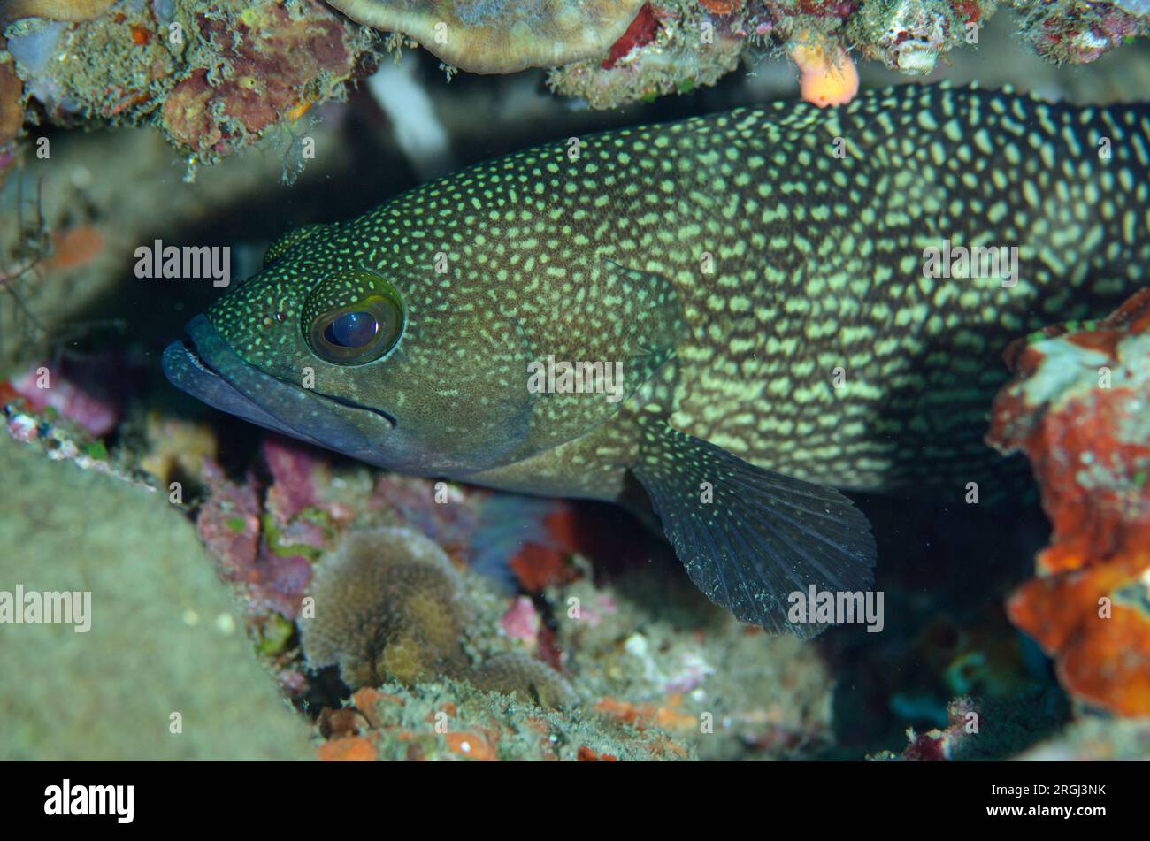 Specklefin Grouper, Epinephelus ongus, Makawide Wall dive site, Lembeh ...