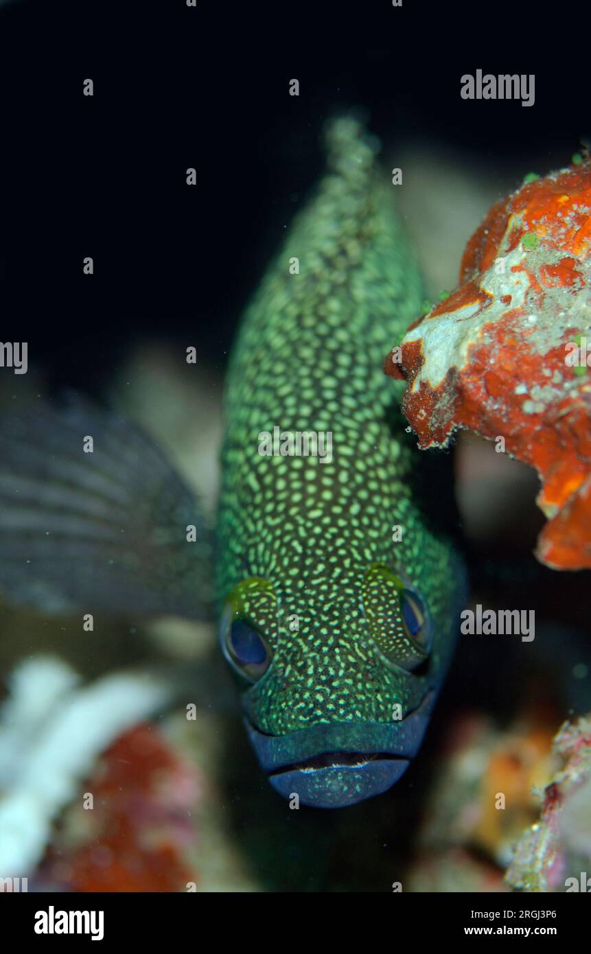 Specklefin Grouper, Epinephelus ongus, Makawide Wall dive site, Lembeh ...