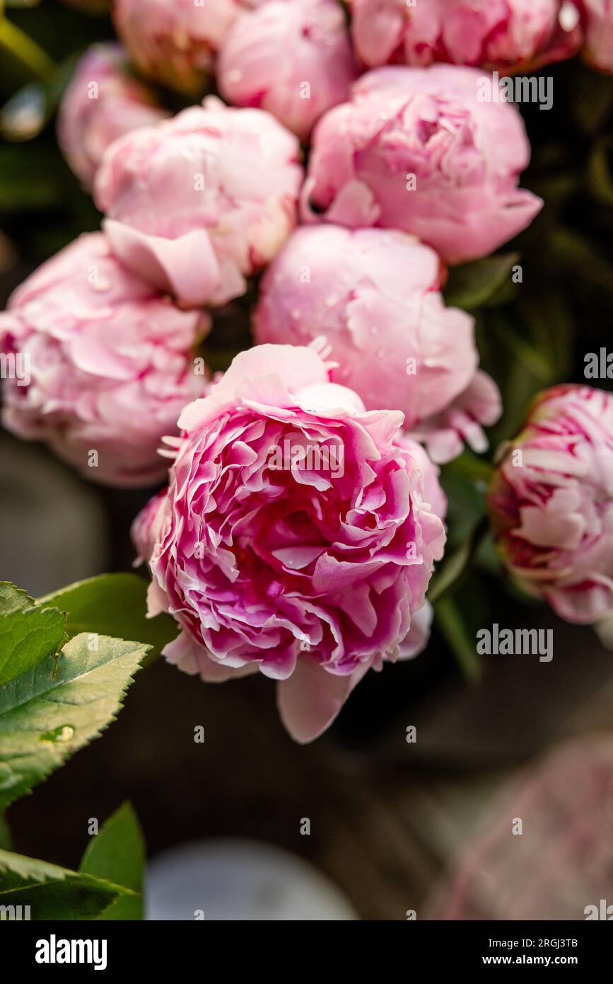 Peonies italy hi-res stock photography and images - Alamy