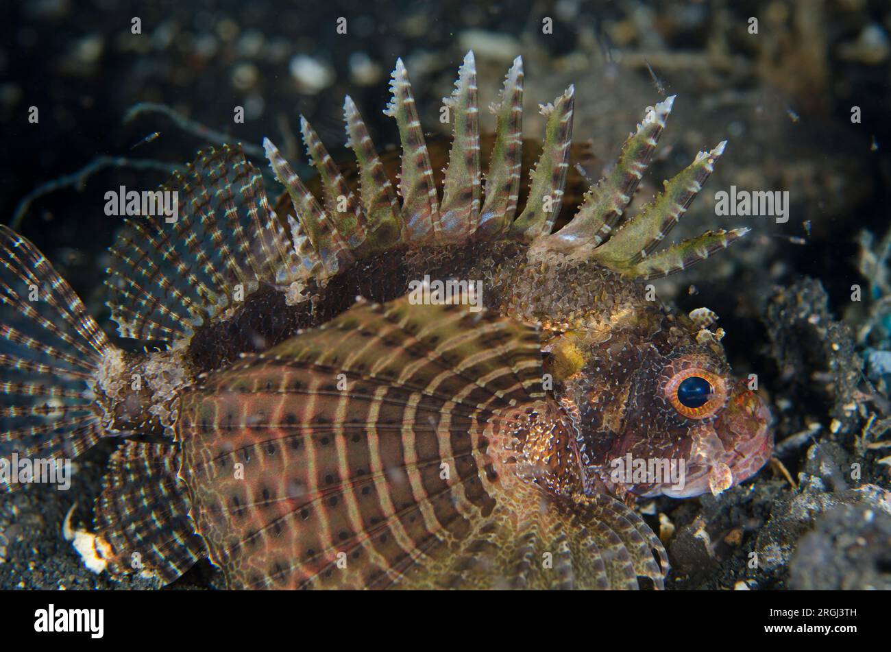 Shortfin Lionfish, Dendrochirus brachypterus, displaying spines and fan ...