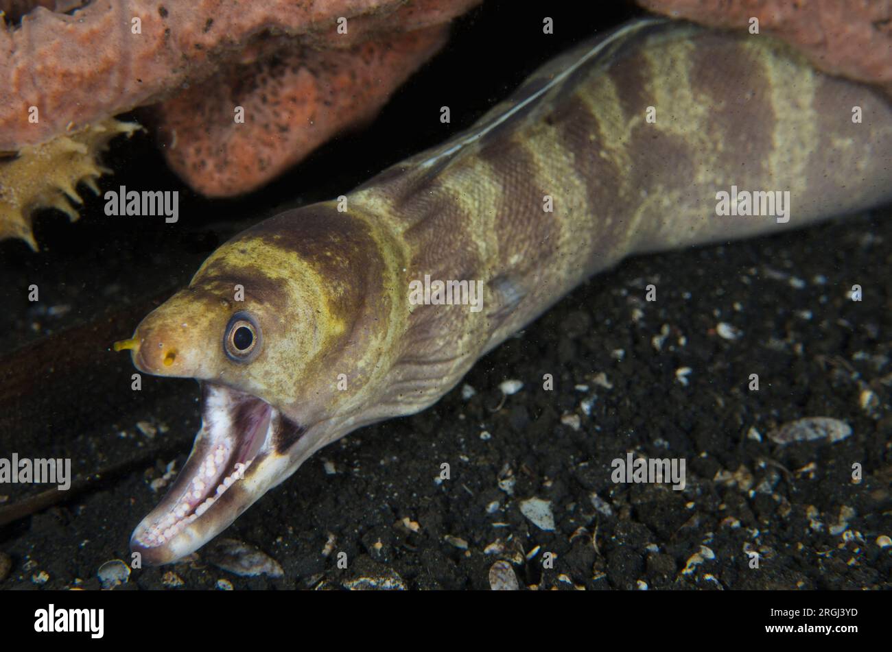 Barred Moray Eel, Echidna polyzona, night dive, TK1 dive site, night ...