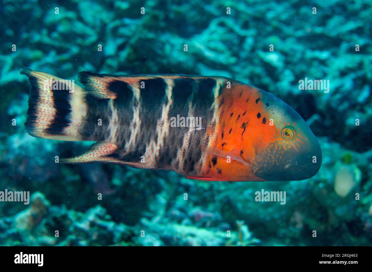 Red-breasted Wrasse, Cheilinus fasciatus, Sebayor Kecil dive site ...