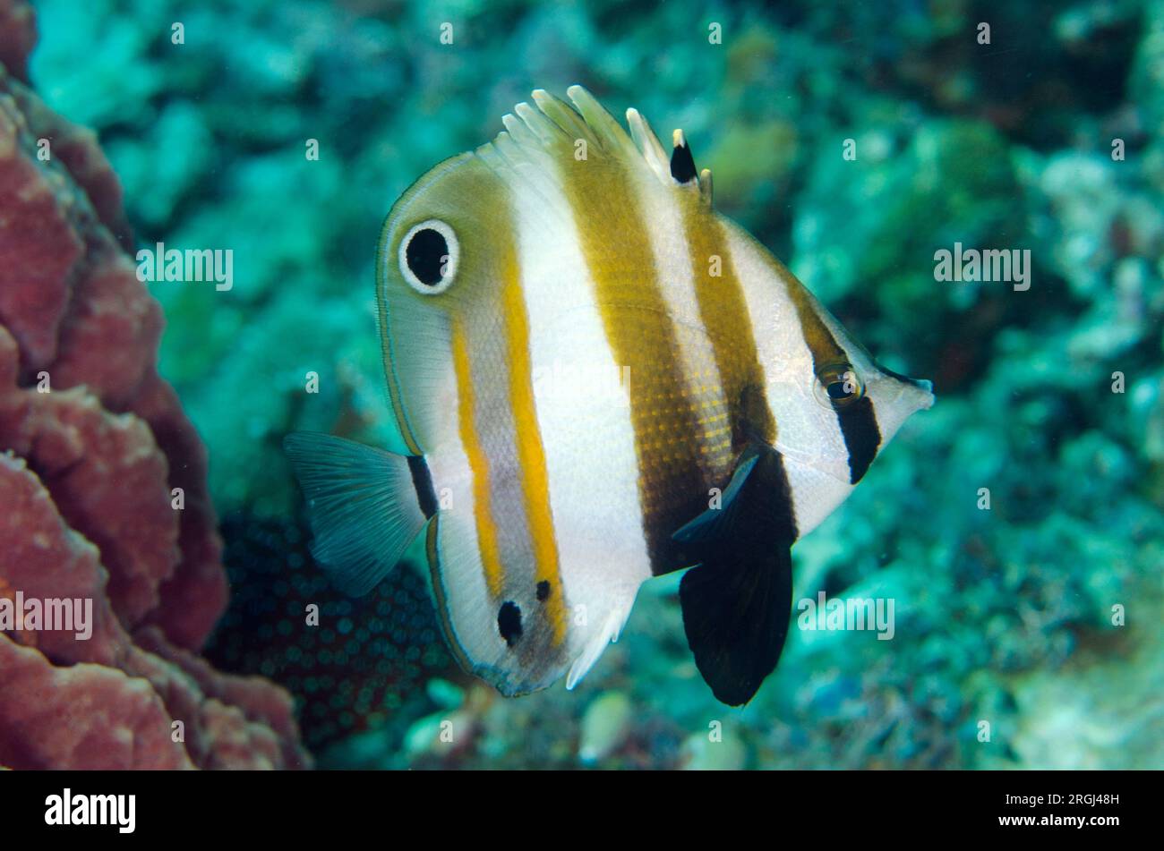 Two-eyed Coralfish, Coradion melanopus, Sebayor Kecil dive site ...