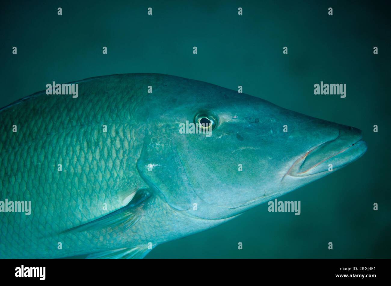 Longface hi-res stock photography and images - Alamy