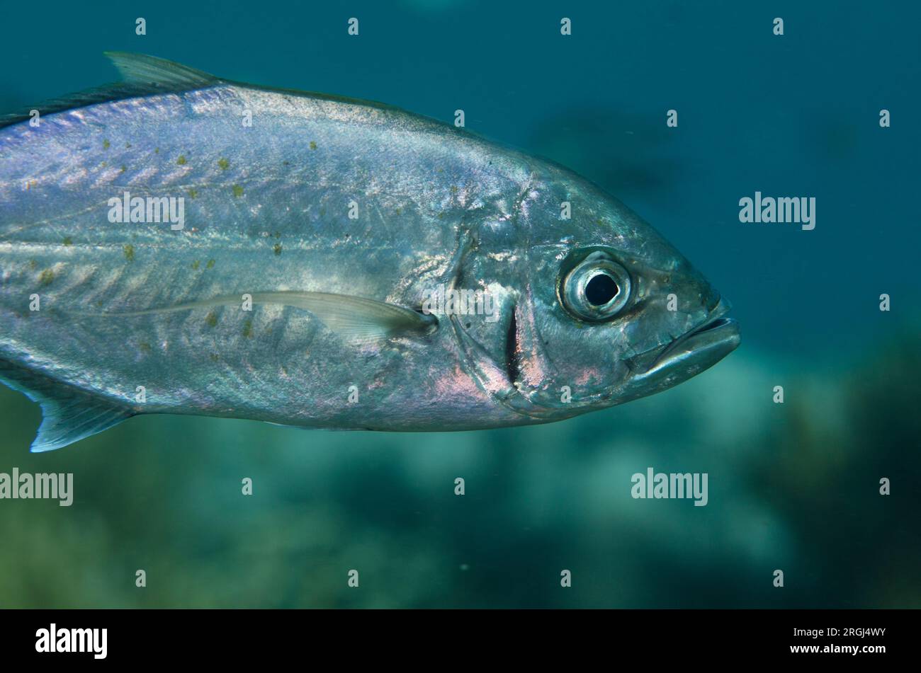 Barcheek Trevally, Carangoides plagiotaenia, Tatawa Besar dive site ...