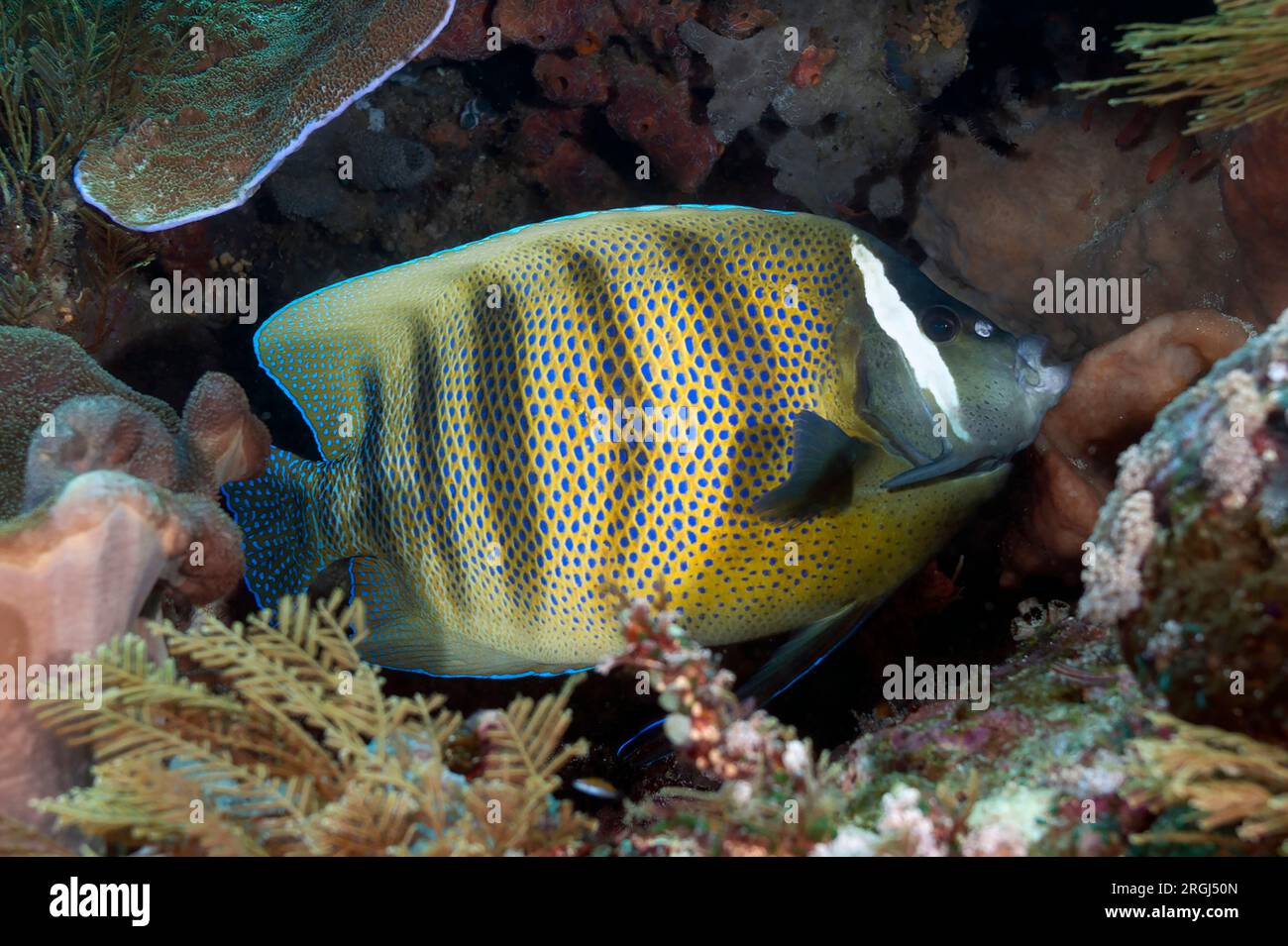 Six stripe fish hi-res stock photography and images - Alamy