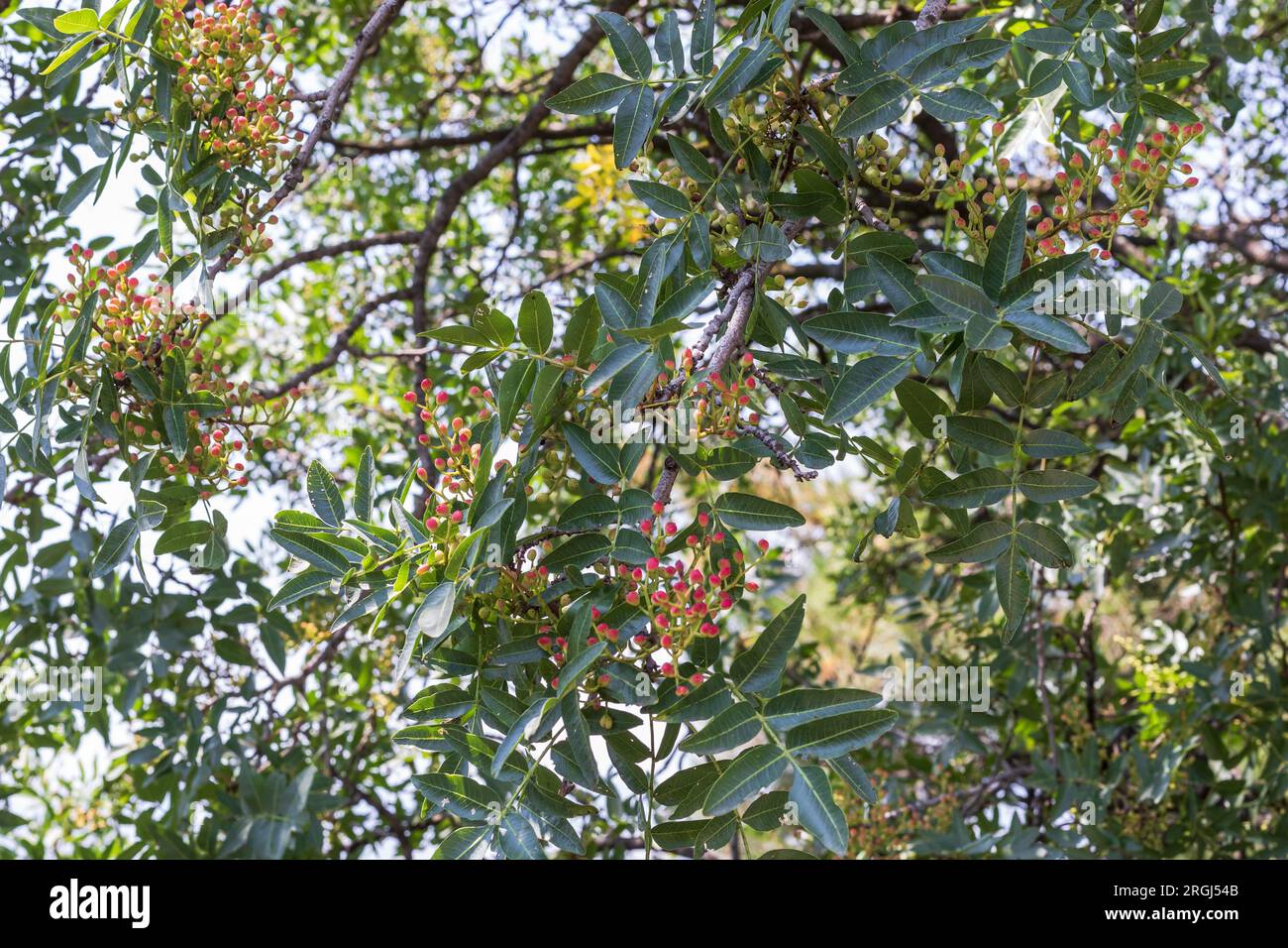 Terebinth tree hi-res stock photography and images - Alamy