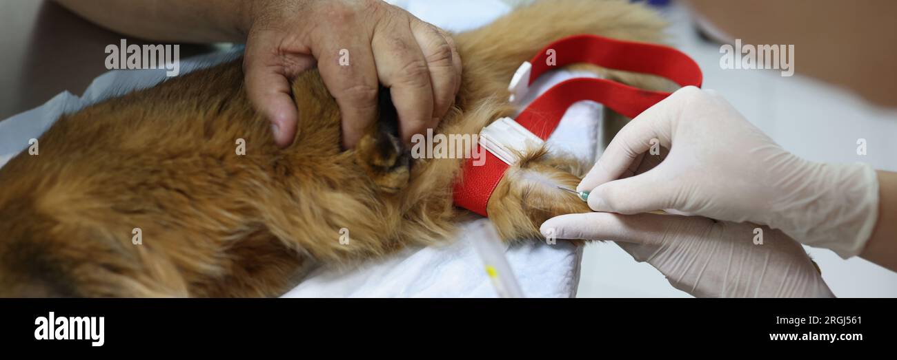 Veterinarian makes injection cat hi-res stock photography and images ...