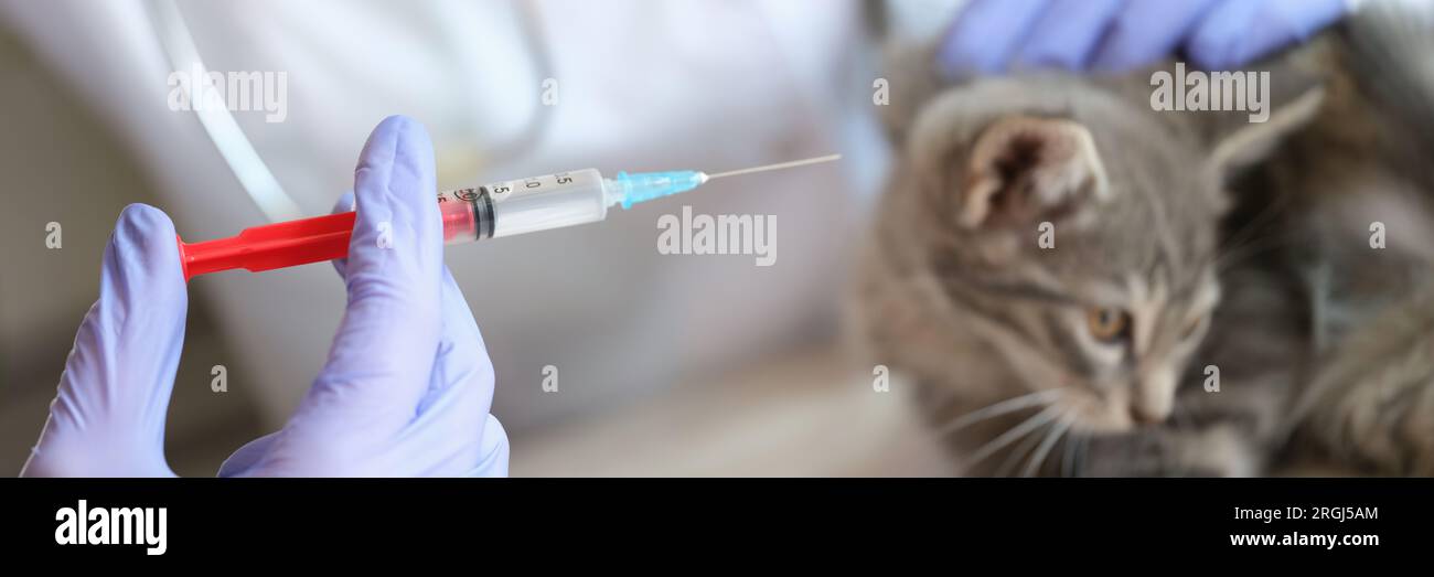 Veterinarian is ready to give injection to small kitten close-up Stock ...