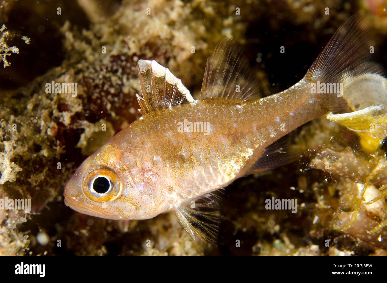 Frostfin Cardinalfish, Ostorhinchus hoevenii, Wainilu dive site, Rinca ...