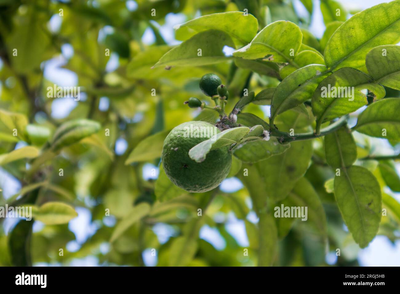 Fruits citrus hi-res stock photography and images - Alamy