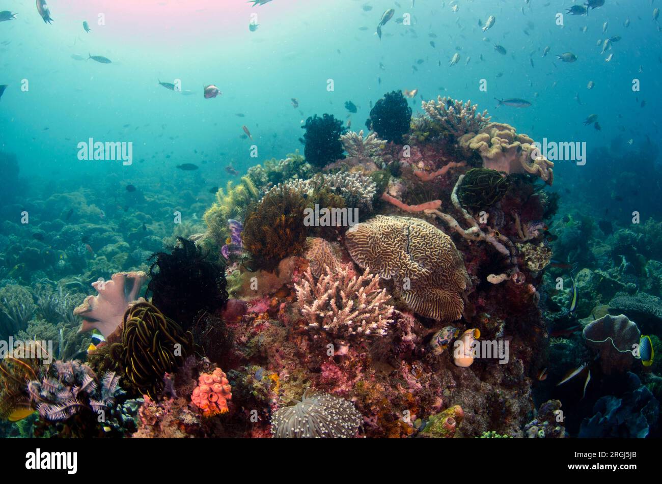 Cannibal fish hi-res stock photography and images - Alamy