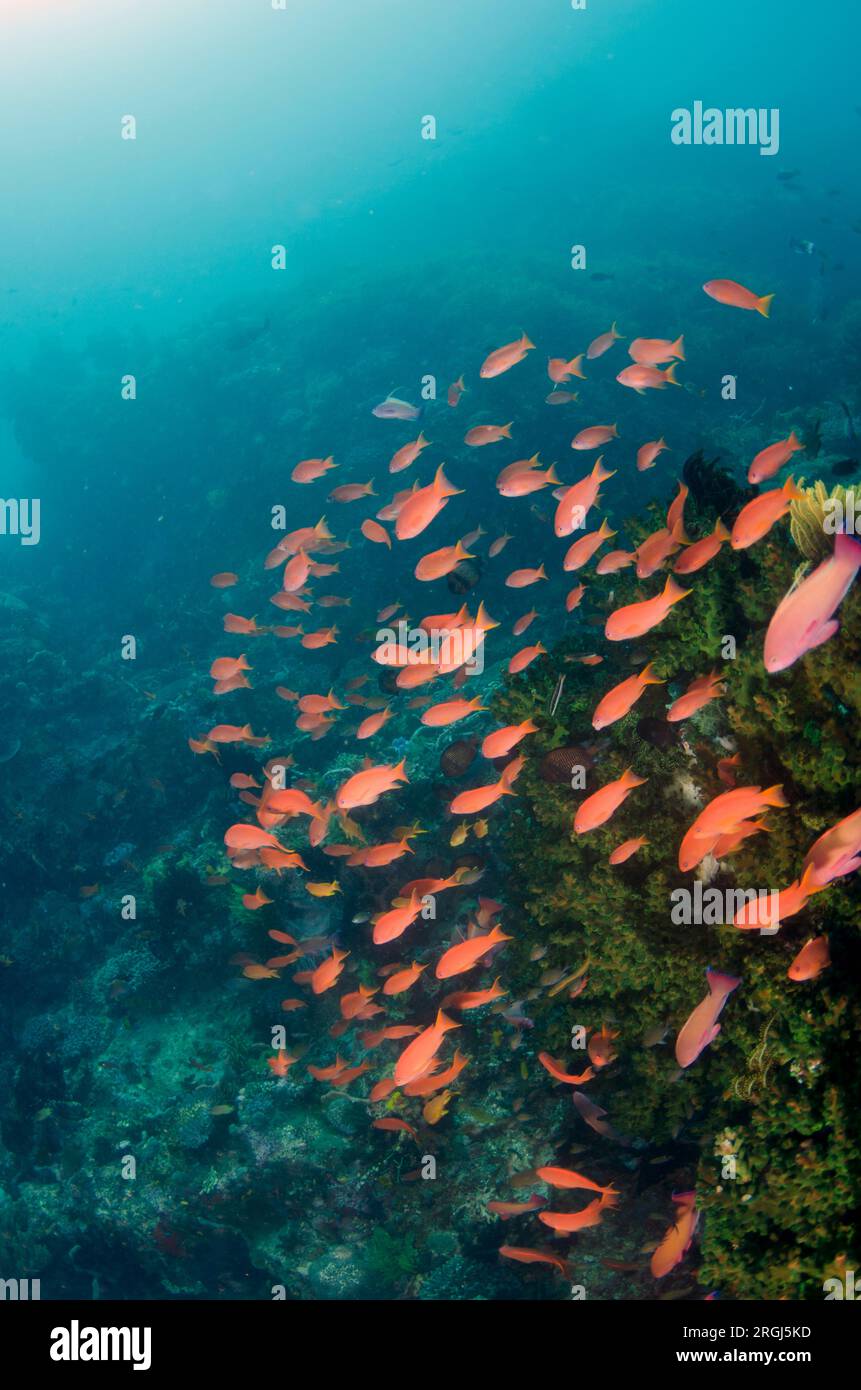 School of Anthias, Pseudanthias sp, with sun in background, Cannibal ...