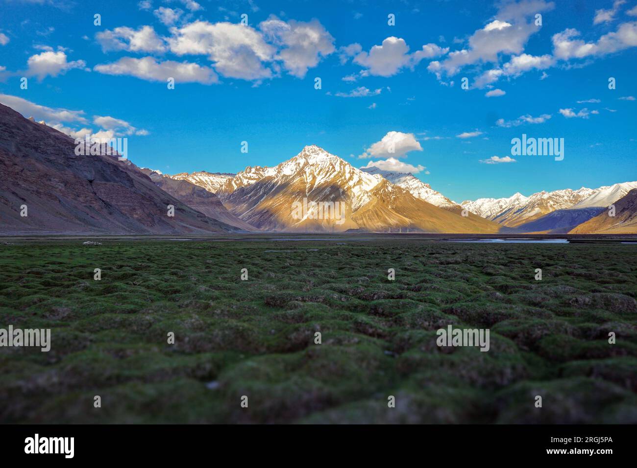 Beautiful nature of Zanskar valley with wild flower, Jammu Kashmir ...