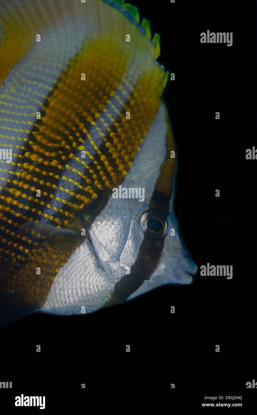 Orange-banded Coralfish, Coradion chrysozonus, Cannibal Rock dive site ...