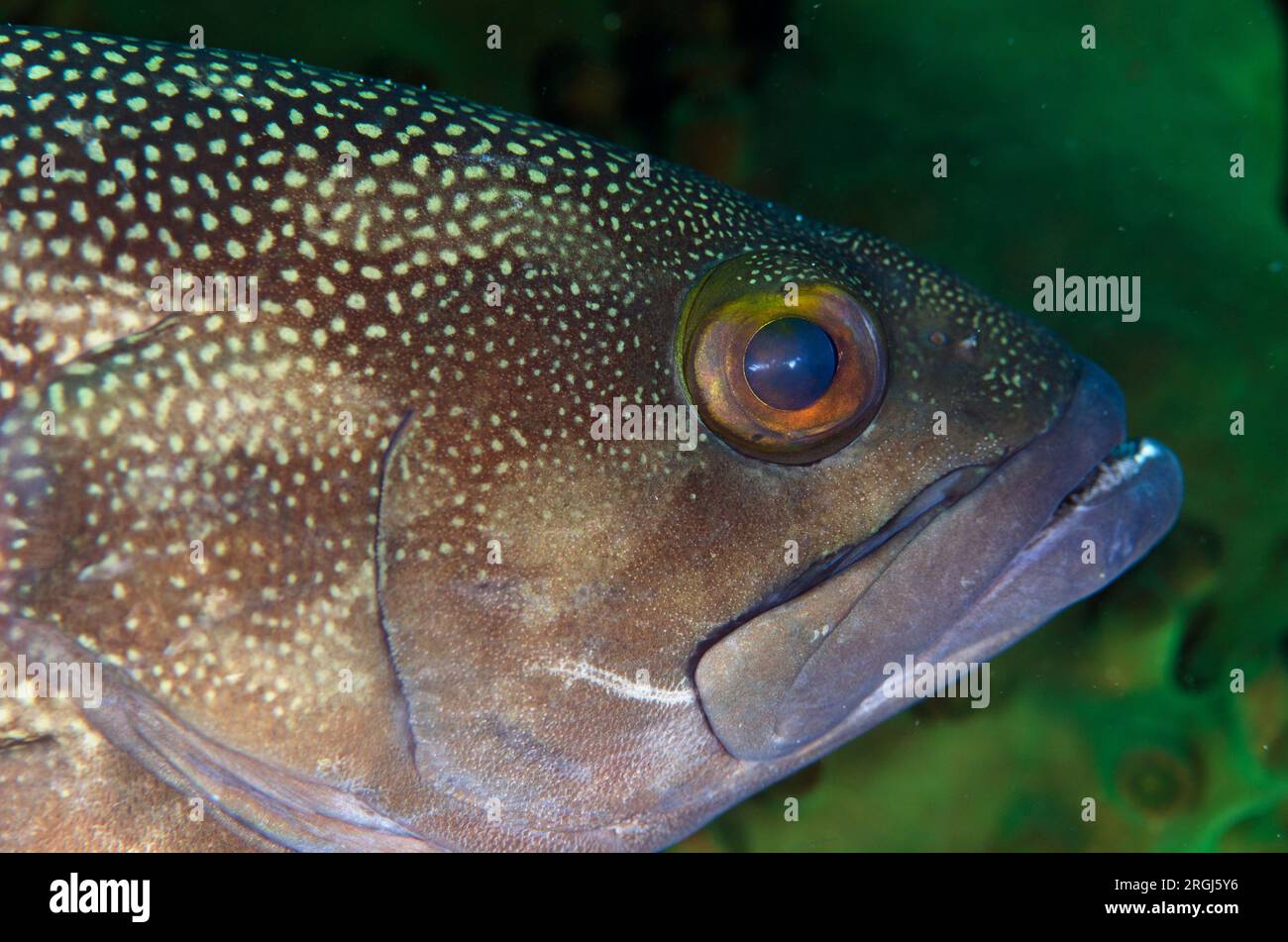 Specklefin Grouper, Epinephelus ongus, Crinoid Corner dive site ...