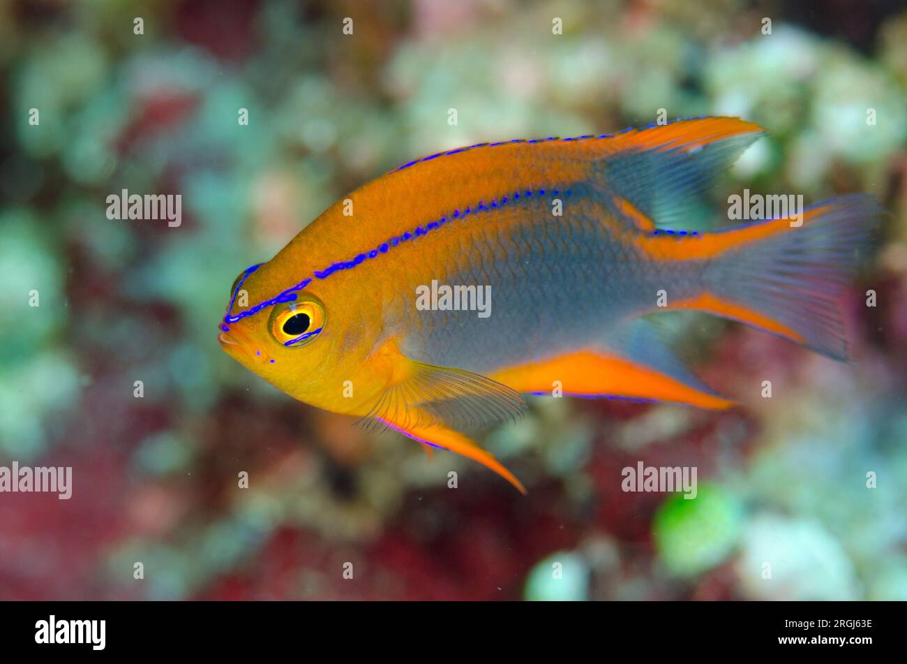 Juvenile Cross's Damsel, Neoglyphidodon crossi, Crinoid Corner dive ...